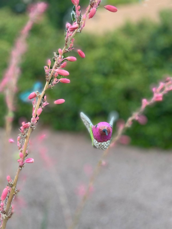Humming Hummingbirds